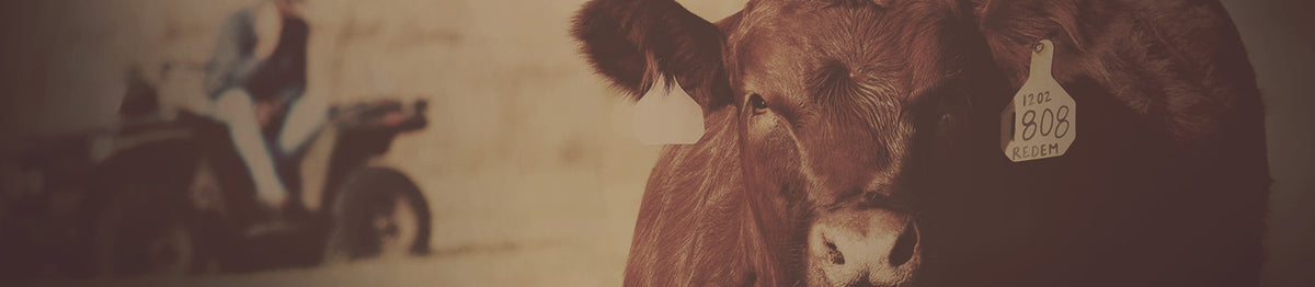 Sale Ring – Rocking Bar H Ranch